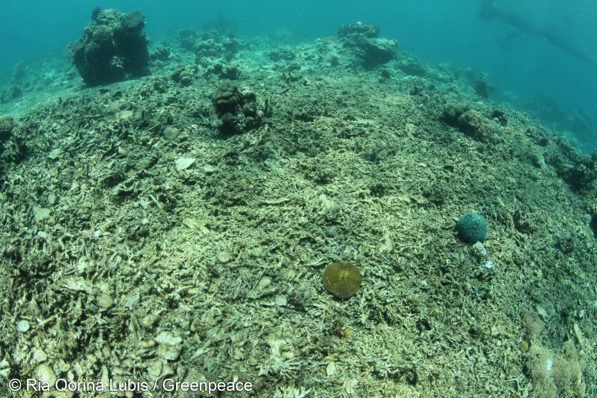 Maraknya Penggunaan Bom Ikan di Indonesia | LautSehat.ID