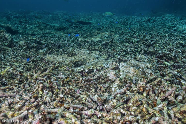 Maraknya Penggunaan Bom Ikan di Indonesia | LautSehat.ID