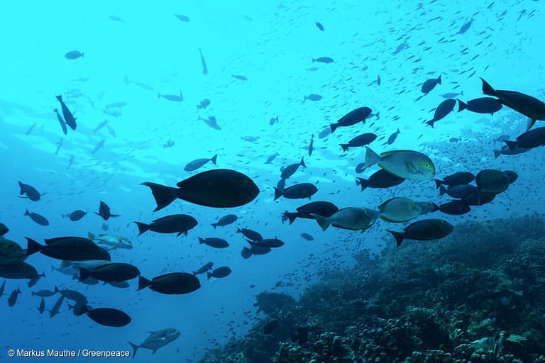 Maraknya Penggunaan Bom Ikan di Indonesia | LautSehat.ID