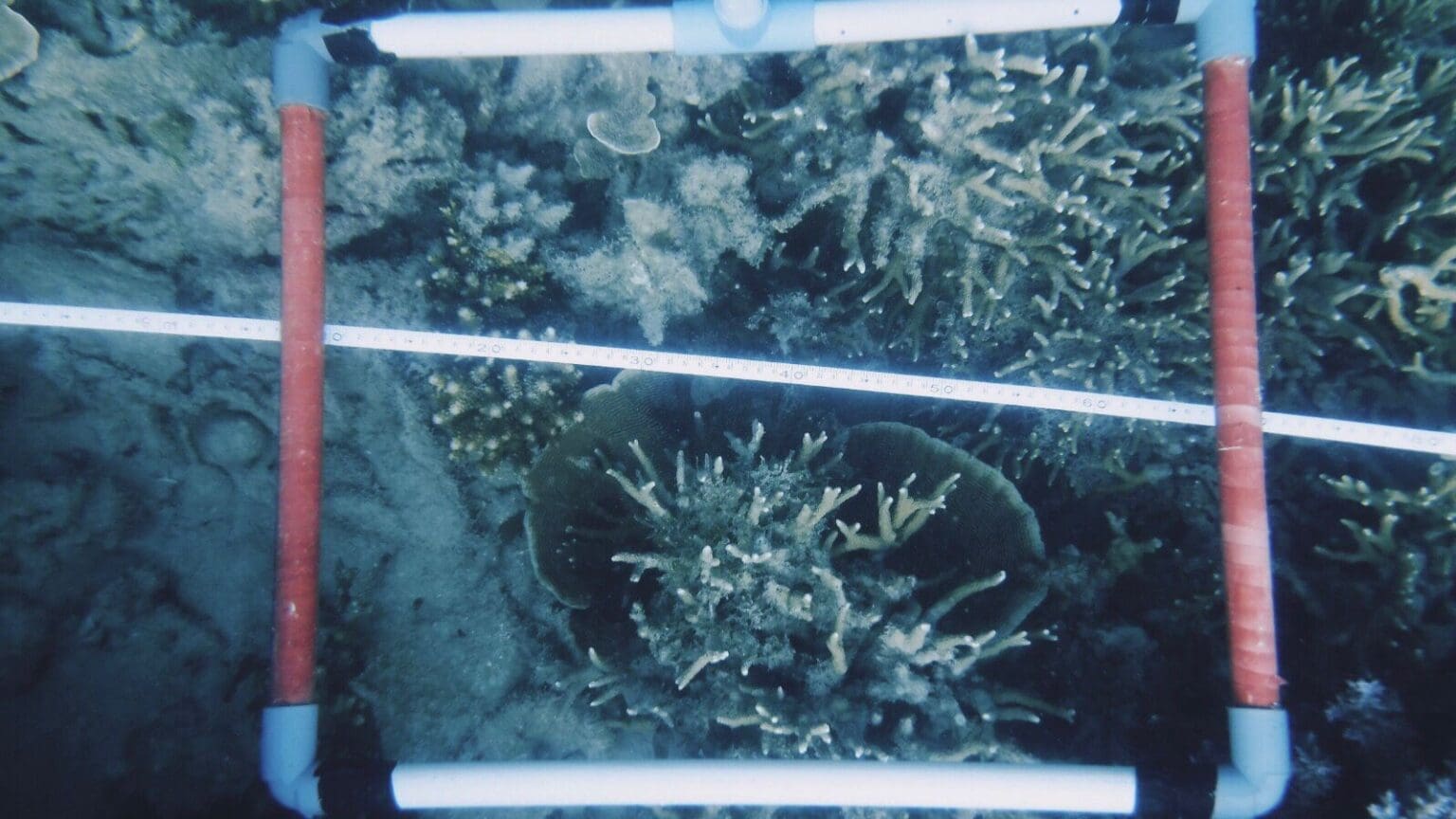 Keunikan Cara Pengambilan Data Ekosistem Terumbu Karang | Ekspedisi ...