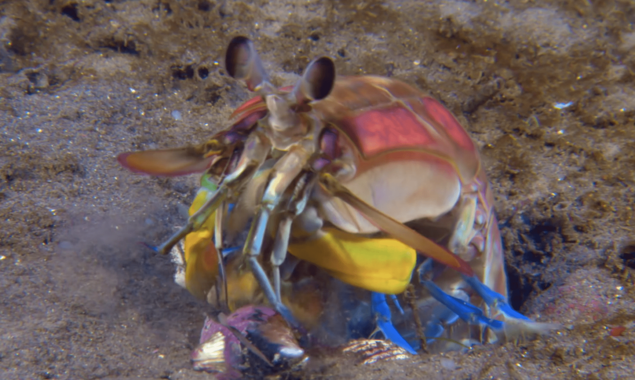 Udang Mantis: Mata Tajam, Cantik, dan Terkenal, Tapi Suka Mukul ...