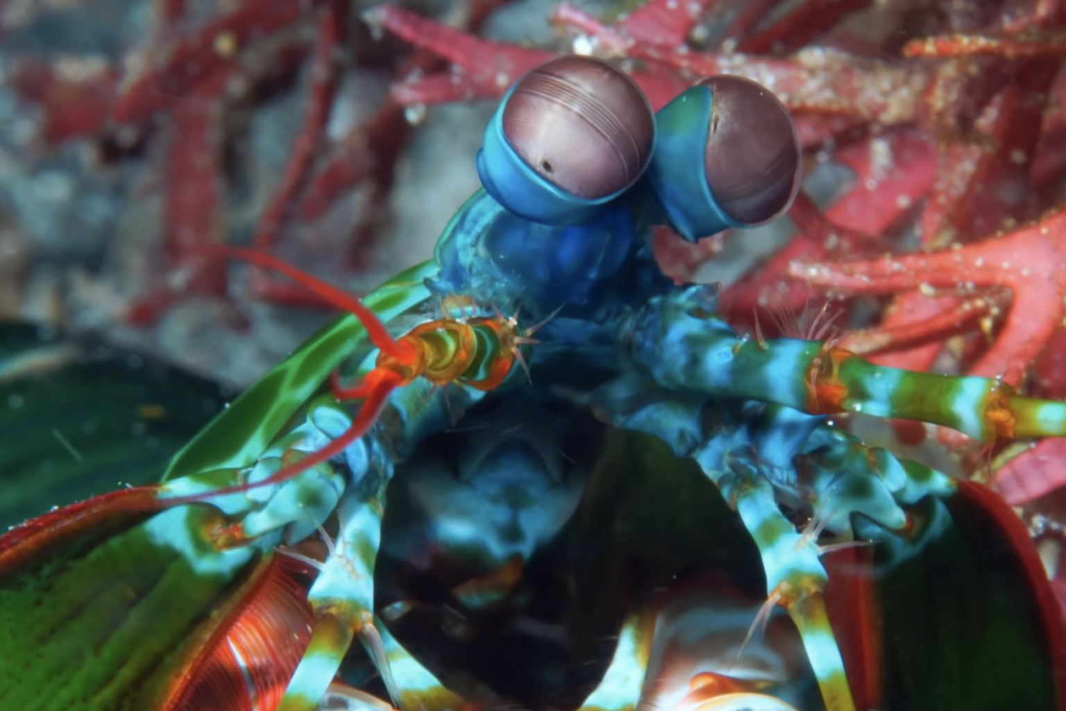 Udang Mantis: Mata Tajam, Cantik, dan Terkenal, Tapi Suka Mukul ...