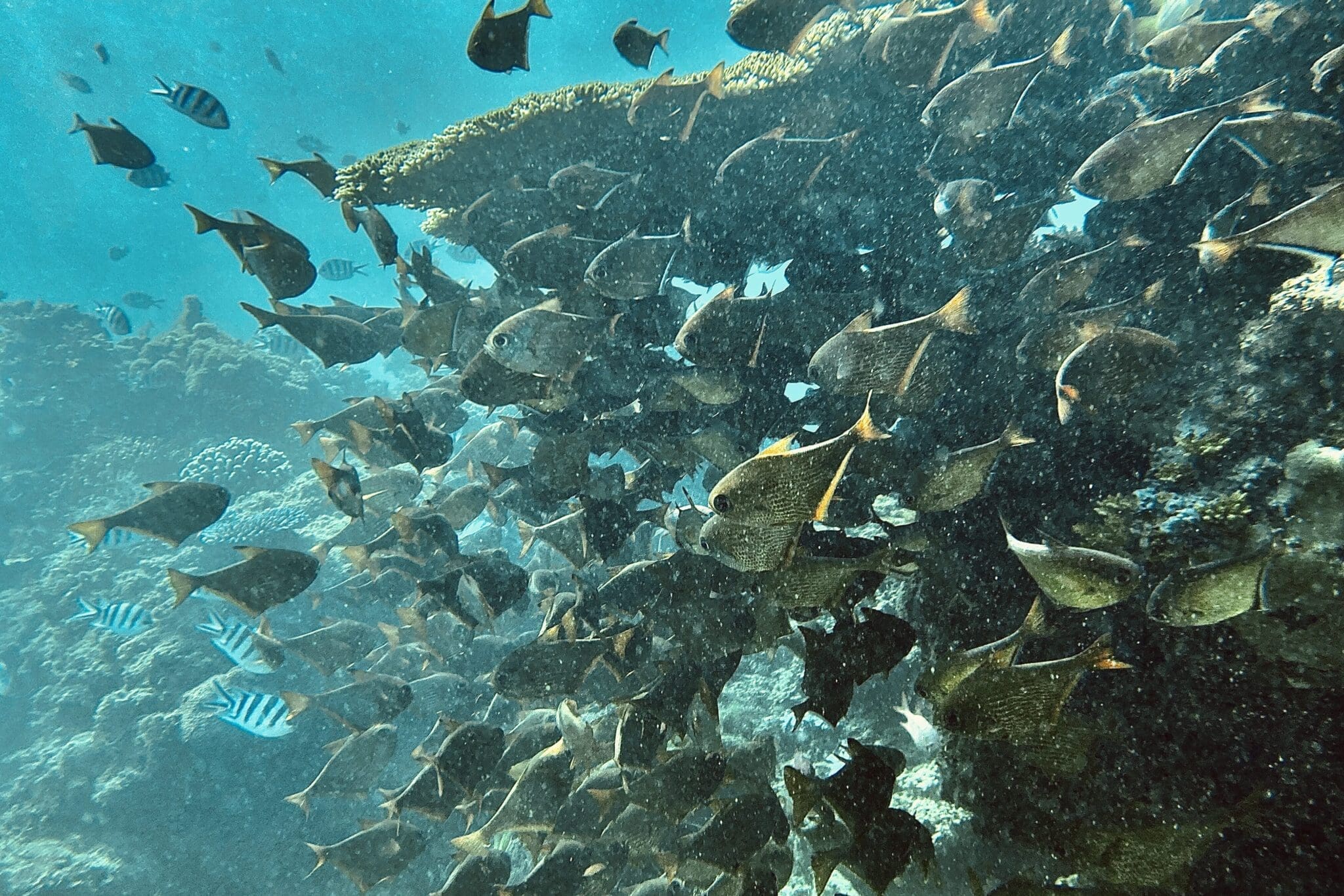 Jarang Dibahas, Ikan-Ikan Unik Penghuni Terumbu Karang dan Masa Depan ...
