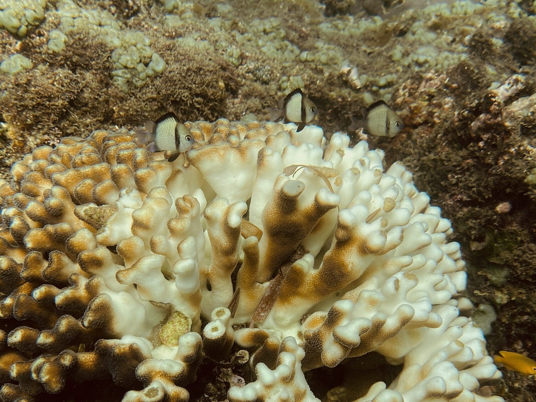 Jarang Dibahas, Ikan-Ikan Unik Penghuni Terumbu Karang dan Masa Depan ...