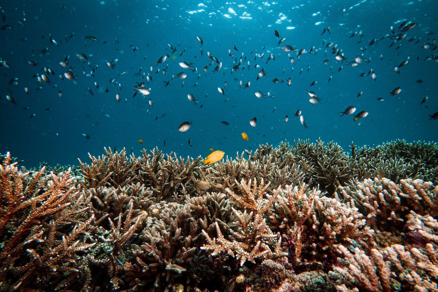 Lima Genus Makrobentos Bioindikator Ekosistem Terumbu Karang | LautSehat.ID