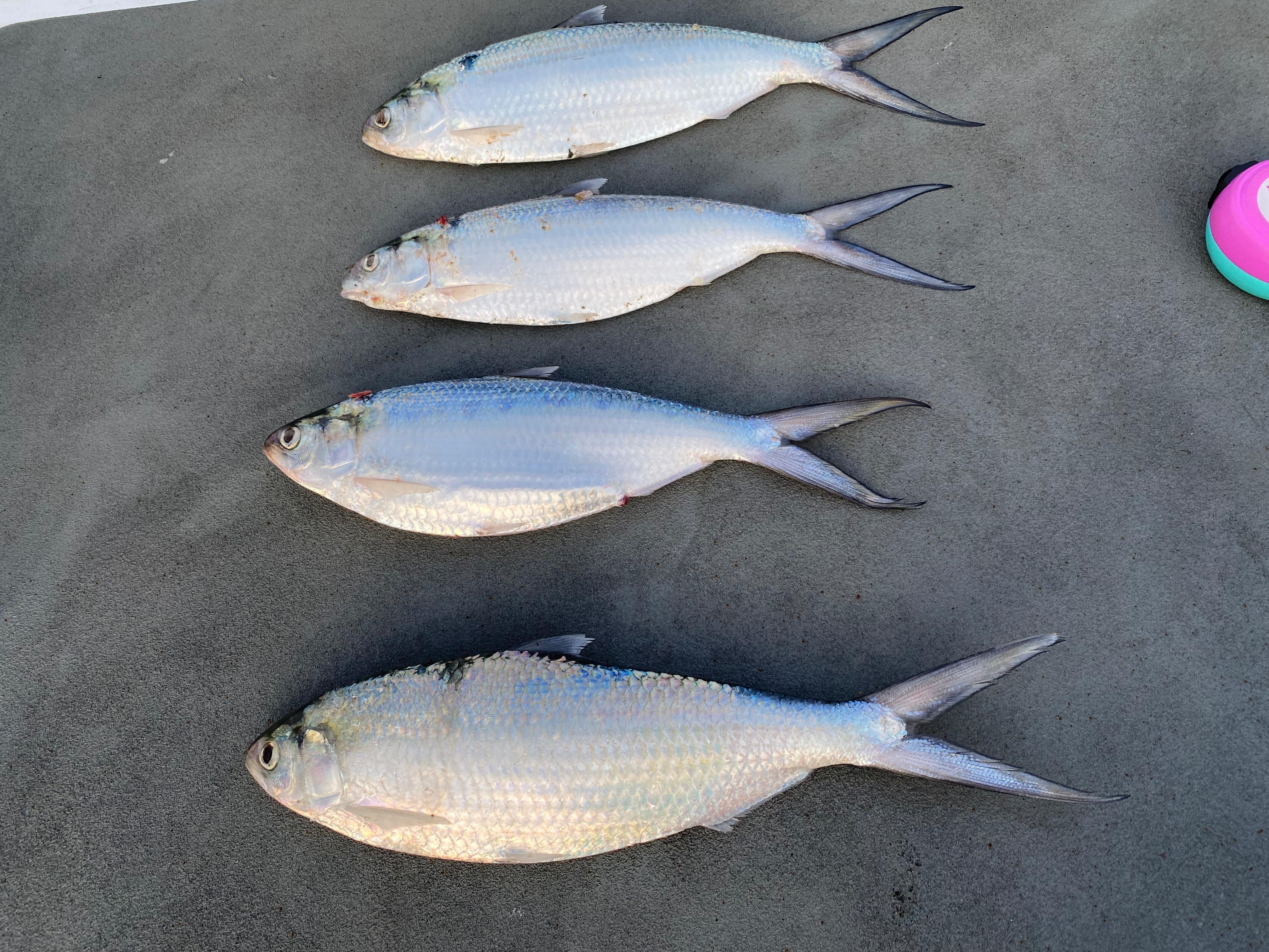 Ikan Terubuk: di Persimpangan Jalan Melawan Punah | LautSehat.ID