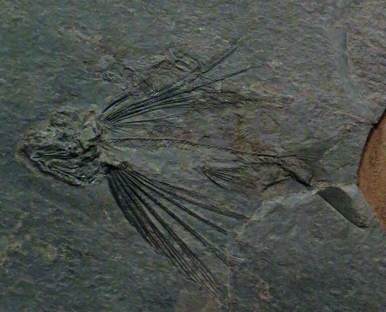 Kenapa Ikan Terbang Bisa Terbang? Jawabannya Lebih Menarik dari yang ...